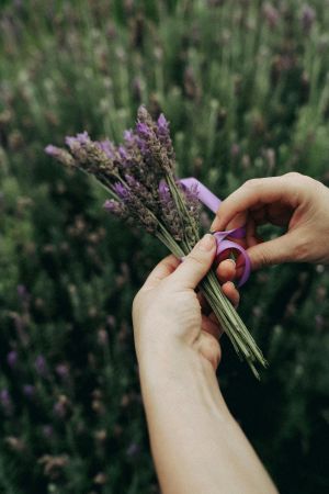 August garden tasks with Modeste Herwig: ornamental grasses, summer ...
