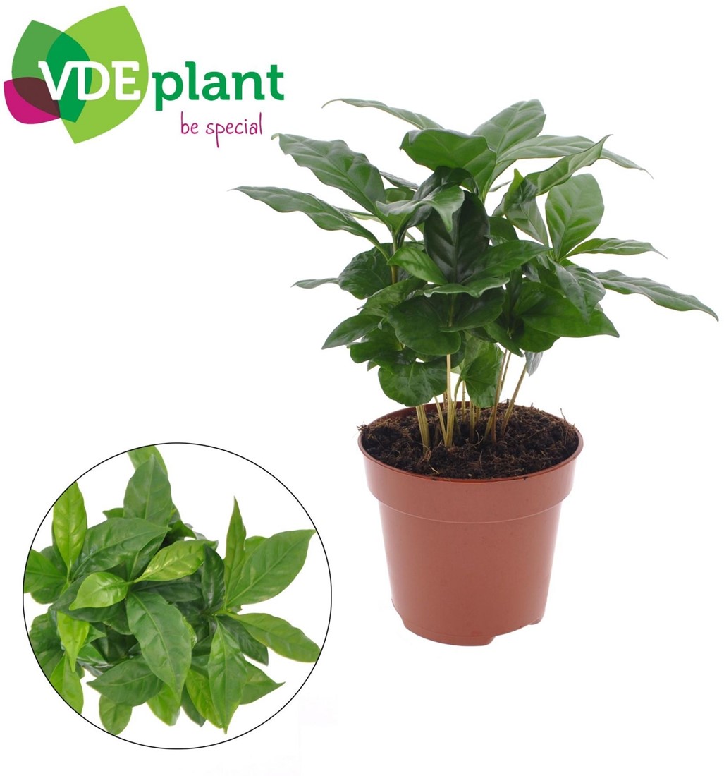 Coffea Arabica - Ø12cm - 30cm kopen? Bloembollen en zaden voordelig ...