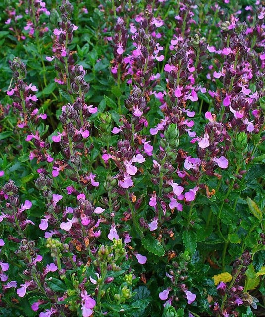 Echte Gamander - Teucrium chamaedrys Tuincentrum Koeman