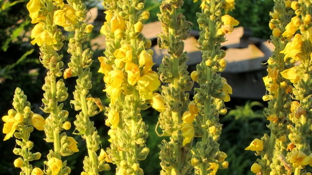 Verbascum olympicum - Toorts (Potplant) Tuincentrum Koeman
