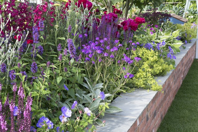 Tuinborder Lang Bloeiende Border Modeste Herwig Tuincentrum Koeman
