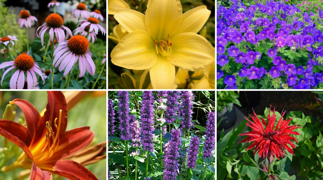 Borderpakket Langbloeiende border (12 planten: 2m2) Tuincentrum Koeman