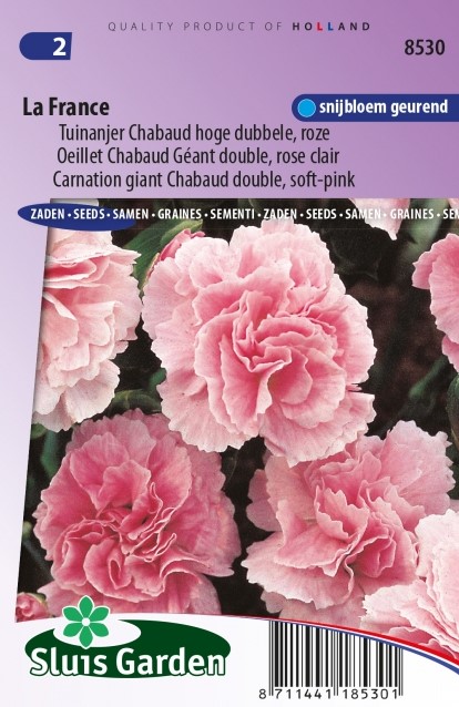 Anjer La France - Dianthus Chabaud Tuincentrum Koeman