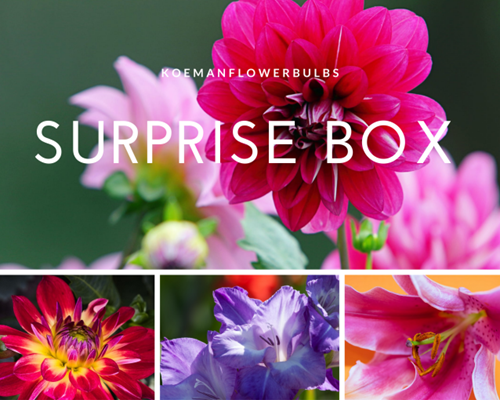 Zomer Bloembollen Surprise pack 3 Tuincentrum Koeman