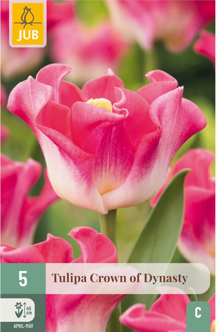 Tulp Crown of Dynasty - Tulipa Tuincentrum Koeman