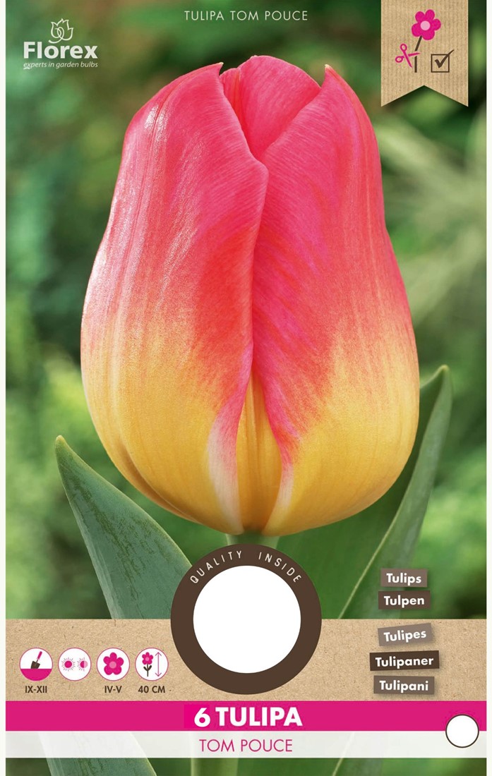 Tulp Tom Pouce – Tulipa