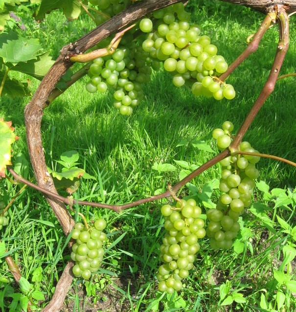 Druivenplant Bianca - Vitis Vinifera Tuincentrum Koeman