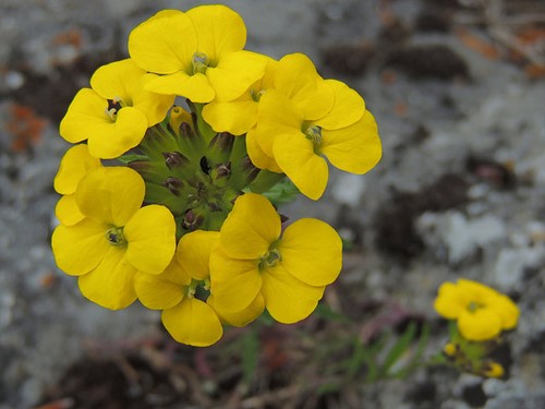 Muurbloem Yellow Bird - Erysimum Linifolium Tuincentrum Koeman