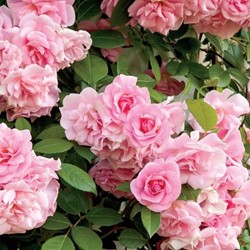 Rozen kopen? Goedkope Rozen bestellen