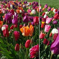 Tulpen Fantasy Mix - Tulipa XL-Verpakking Tuincentrum Koeman
