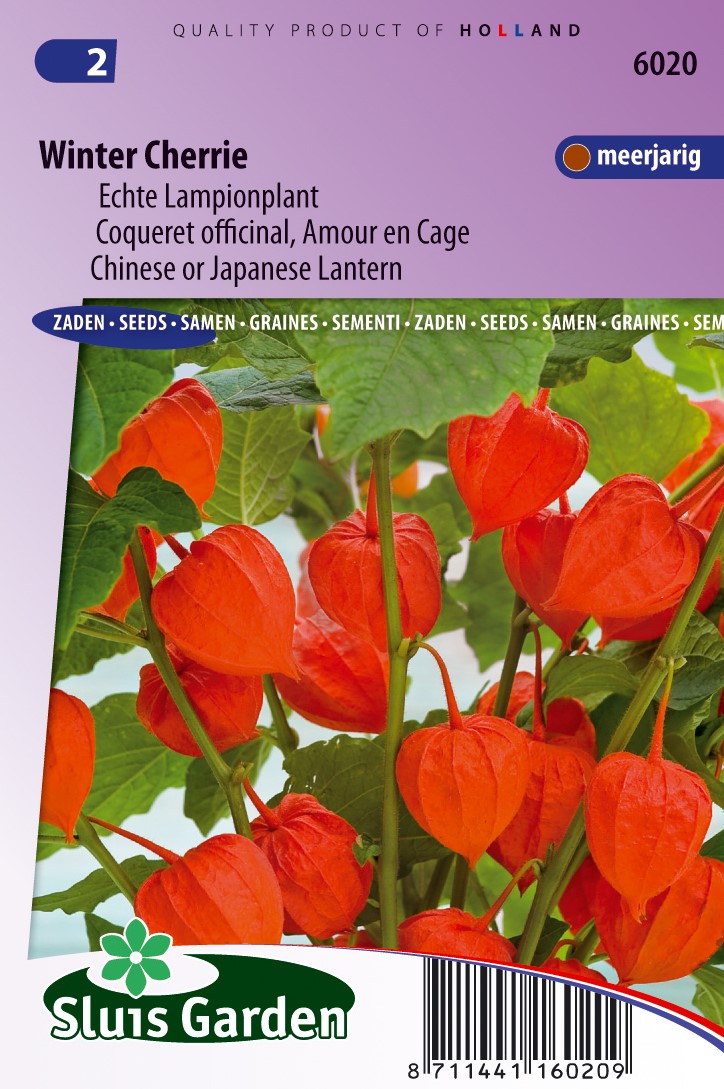 Physalis Franchetti Winter Cherrie - Lampionplant kopen? – Hortensia ...