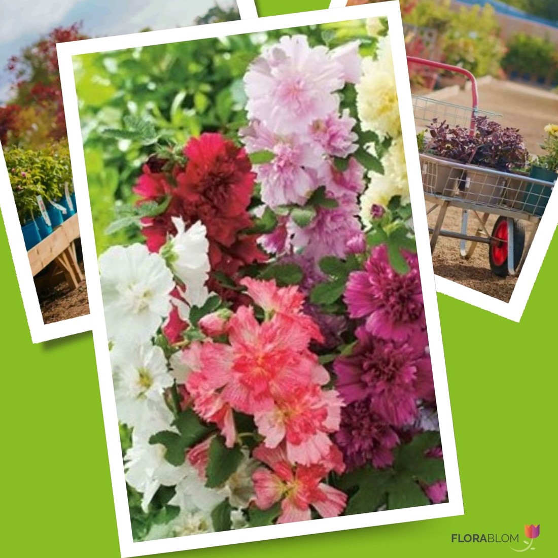 Alcea Rosea Mix - Stokroos Tuincentrum Koeman