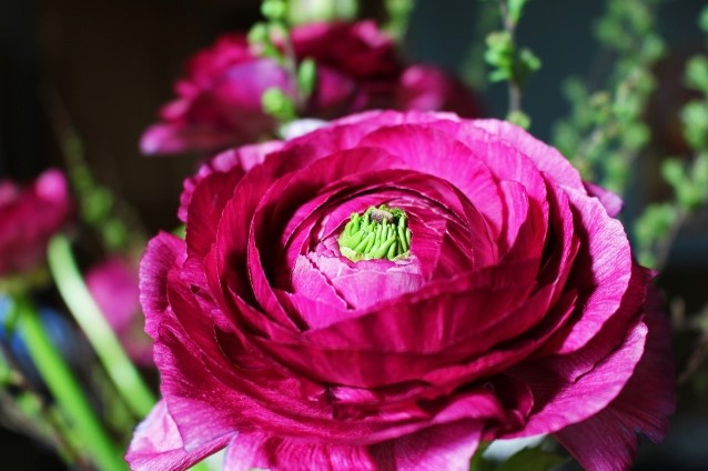 Ranonkel Paars Tuincentrum Koeman