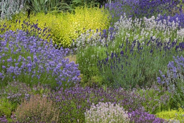 Tuinborder Geurende Border Modeste Herwig Tuincentrum Koeman