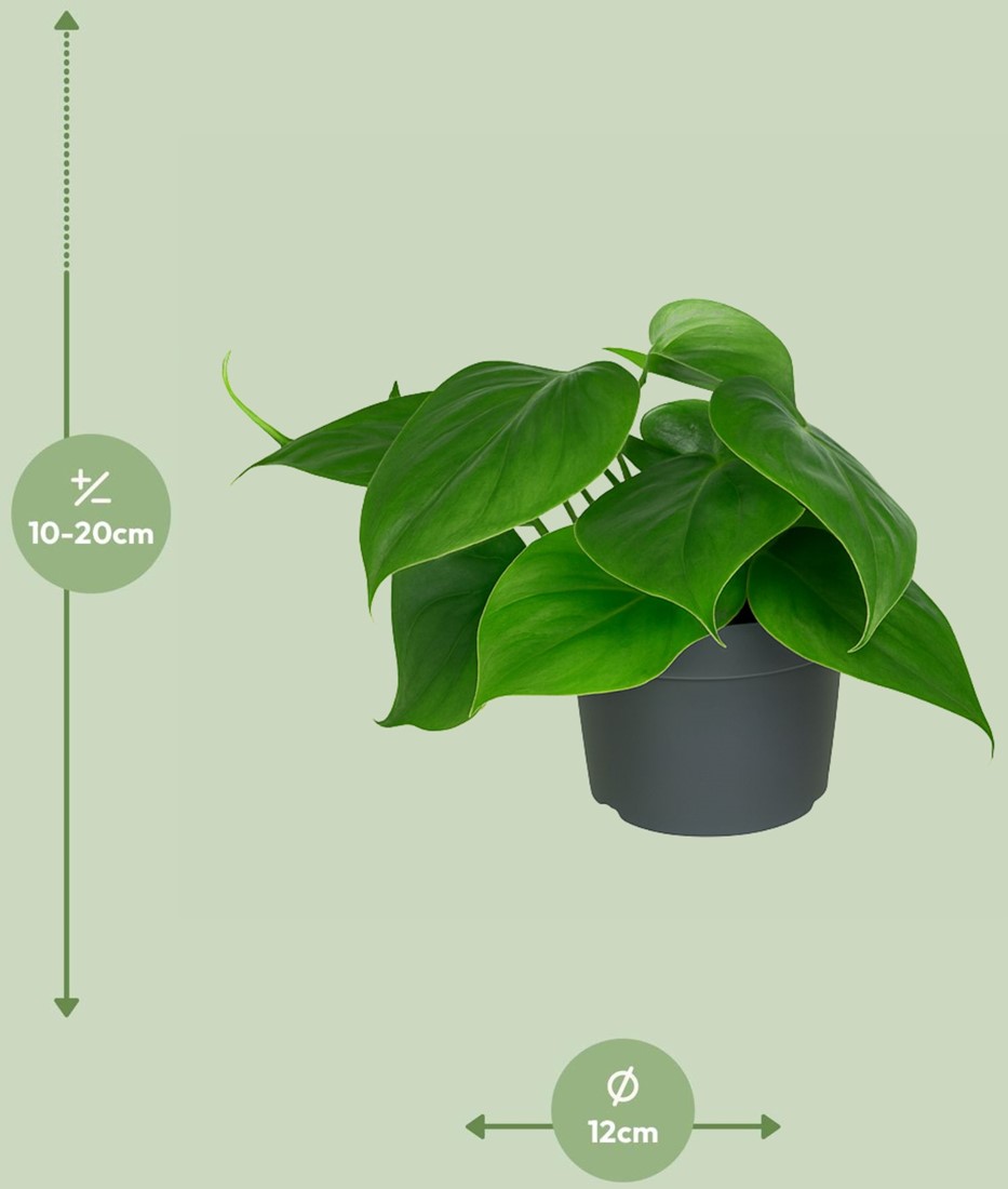 Philodendron Scandens kopen – Groot assortiment online | Tuincentrum Koeman