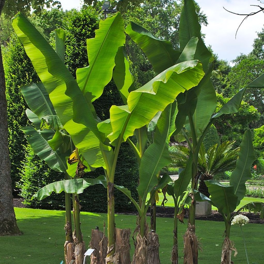Musa basjoo - bananenboom (Sixpack) Tuincentrum Koeman