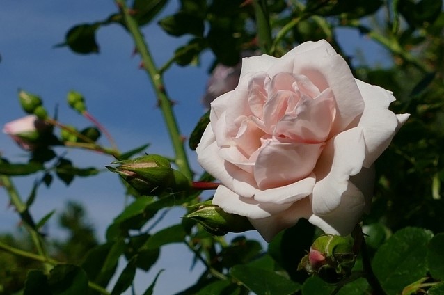Klimroos New Dawn Tuincentrum Koeman