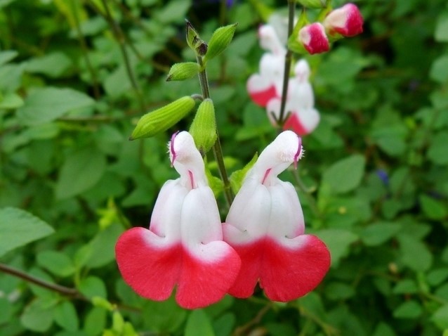 Bossalie Hot Lips - Salvia microphylla (Sixpack) Tuincentrum Koeman