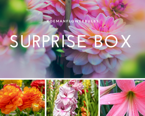 Zomer Bloembollen Surprise pack 2 Tuincentrum Koeman