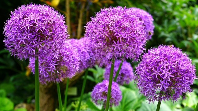 Allium Giganteum - Sierui Tuincentrum Koeman