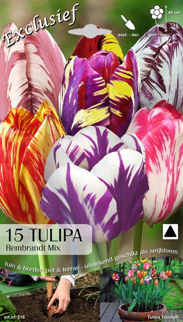 Tulp Rembrandt Mix - Tulipa Chameleon Tuincentrum Koeman