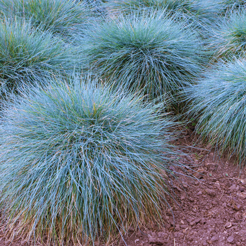 Blauw schapengras Tuincentrum Koeman
