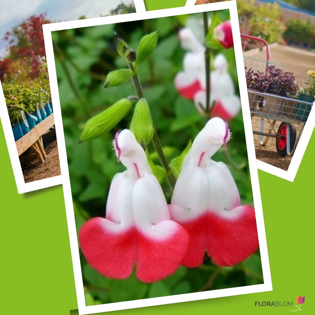 Bossalie Hot Lips - Salvia microphylla (Sixpack) Tuincentrum Koeman