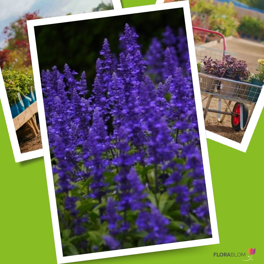 Bossalie Mainacht - Salvia nemorosa Tuincentrum Koeman