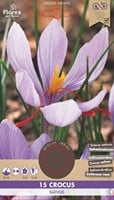 Saffraan krokus - Crocus sativus Tuincentrum Koeman
