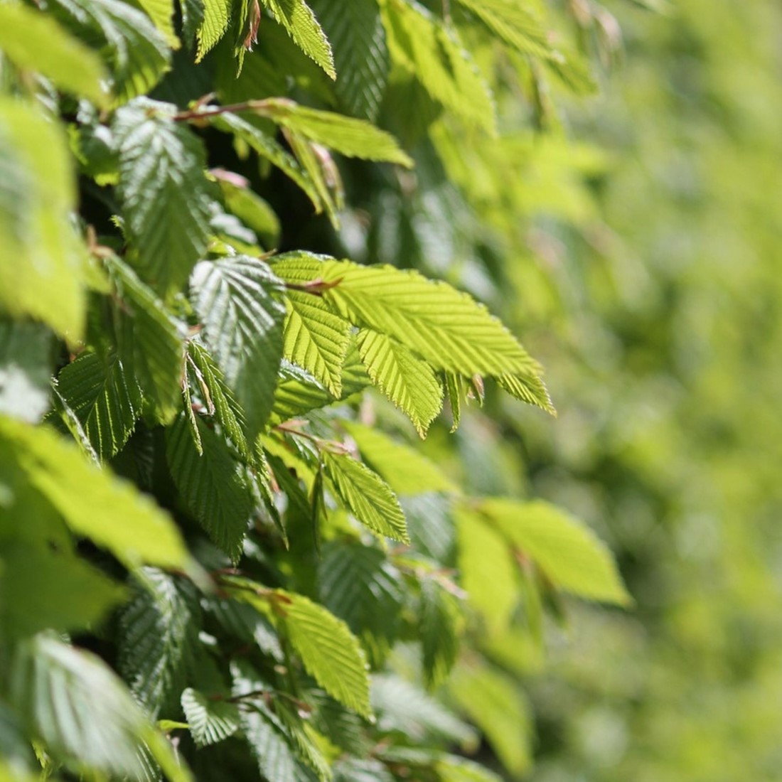 Haagbeuk - Carpinus betulus Tuincentrum Koeman