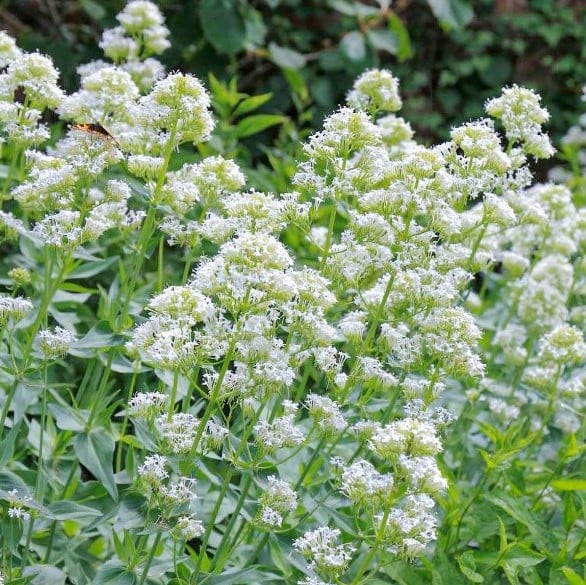 Centranthus ruber albus – Witte Spoorbloem Tuincentrum Koeman