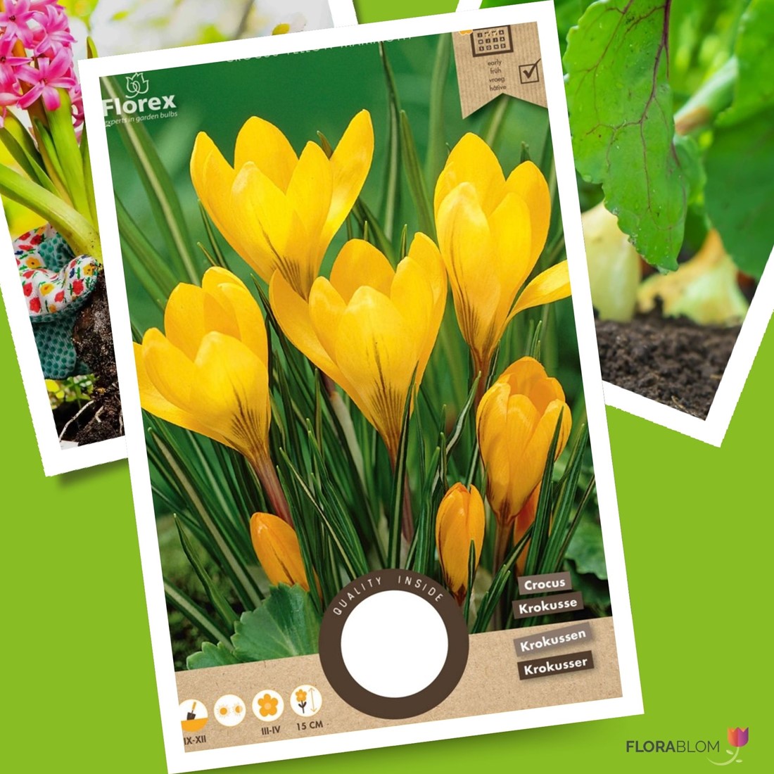 Krokus Yellow Mammoth - Crocus vernus Tuincentrum Koeman