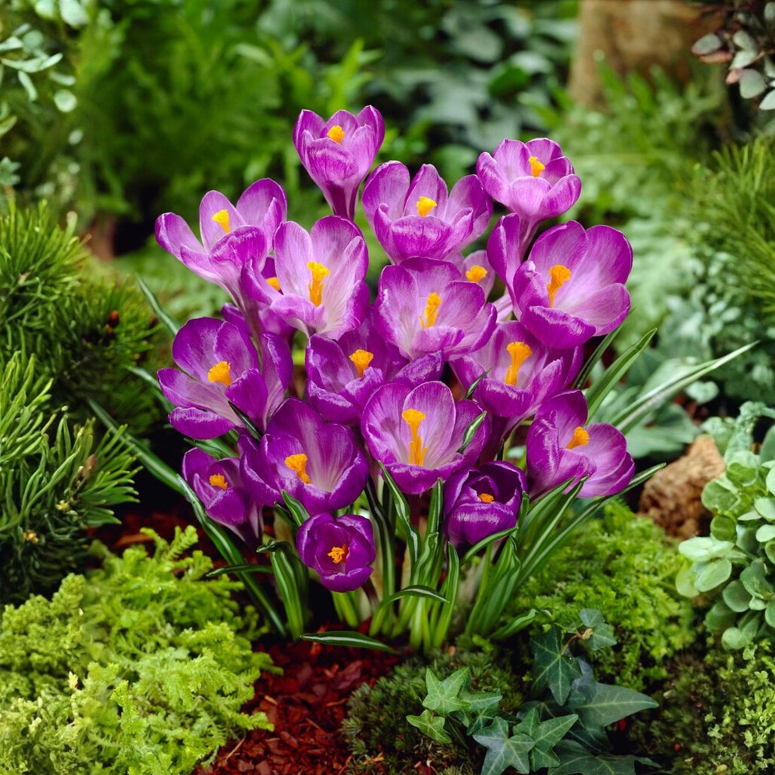 Krokus Flower Record (BIO) - Crocus vernus kopen? Tuincentrum Koeman