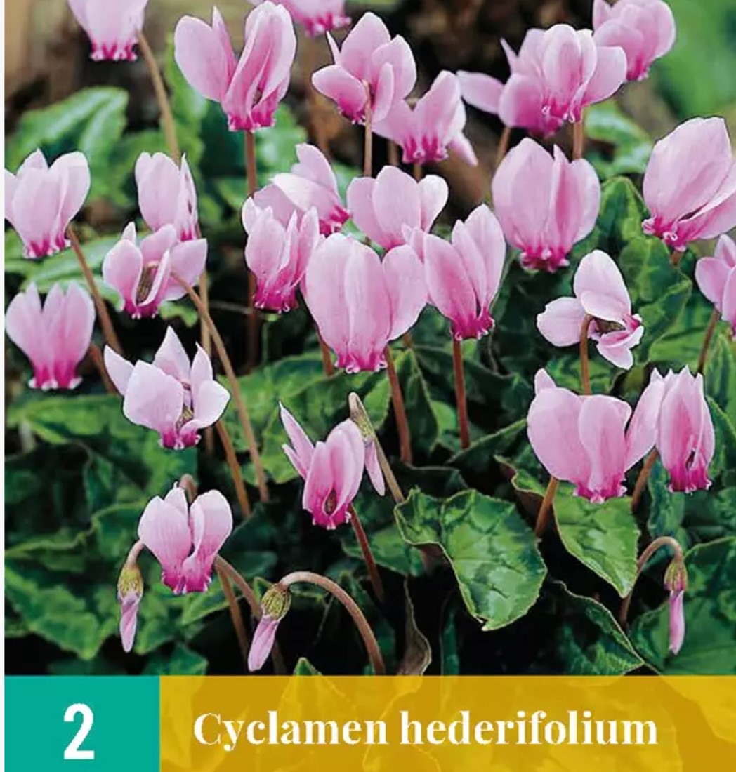 Cyclamen Hederifolium - Napolitaanse Cyclaam Tuincentrum Koeman