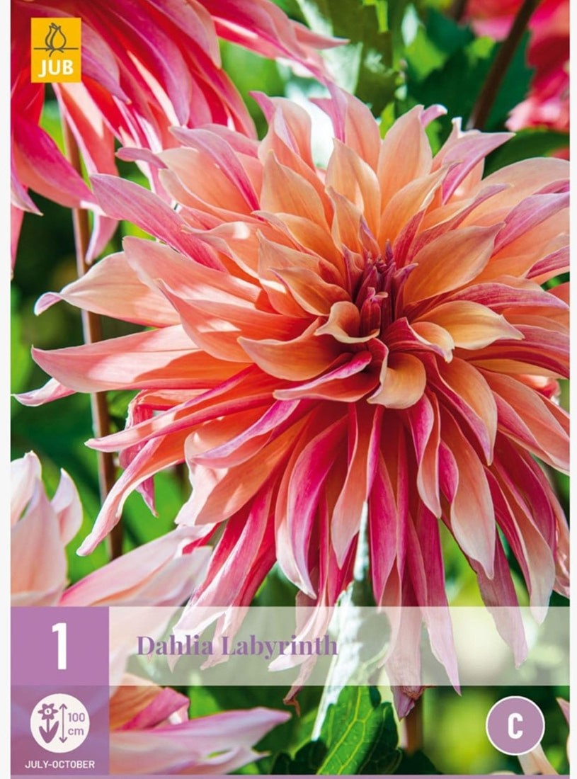 Dahlia Labyrinth kopen? Bloembollen en zaden voordelig kopen bij ...