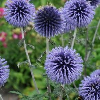Echinops bannaticus Blue Globe - Kogeldistel kopen? voordelig kopen bij ...