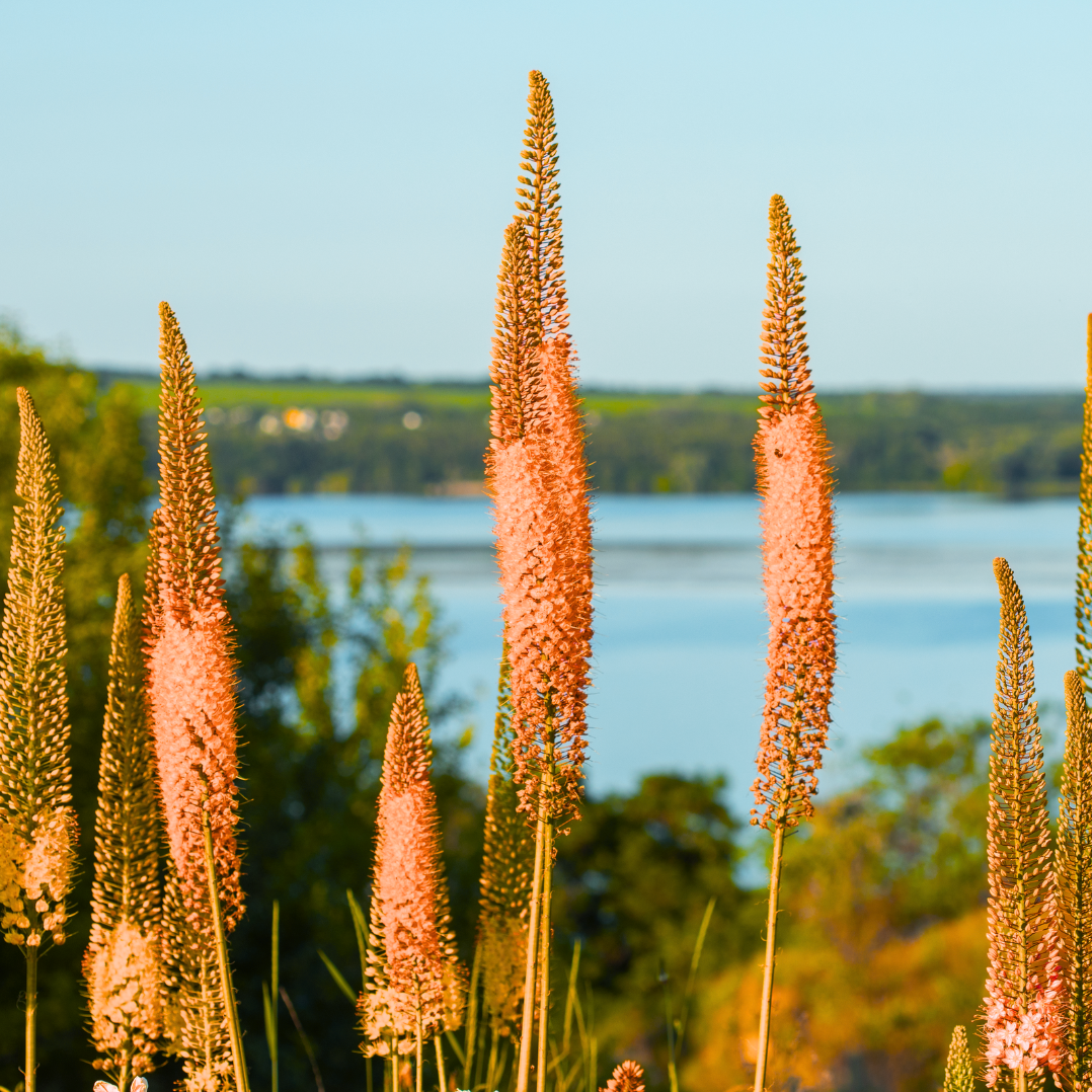 Eremurus Cleopatra Naald van Cleopatra Tuincentrum Koeman