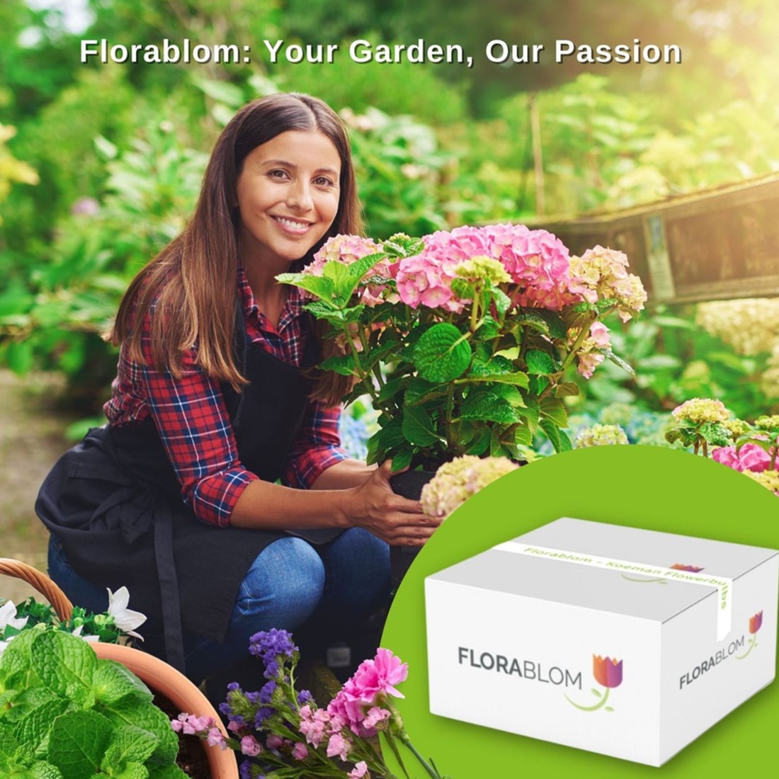 Clematis Mrs. N. Thompson kopen | Koop Clematis makkelijk online