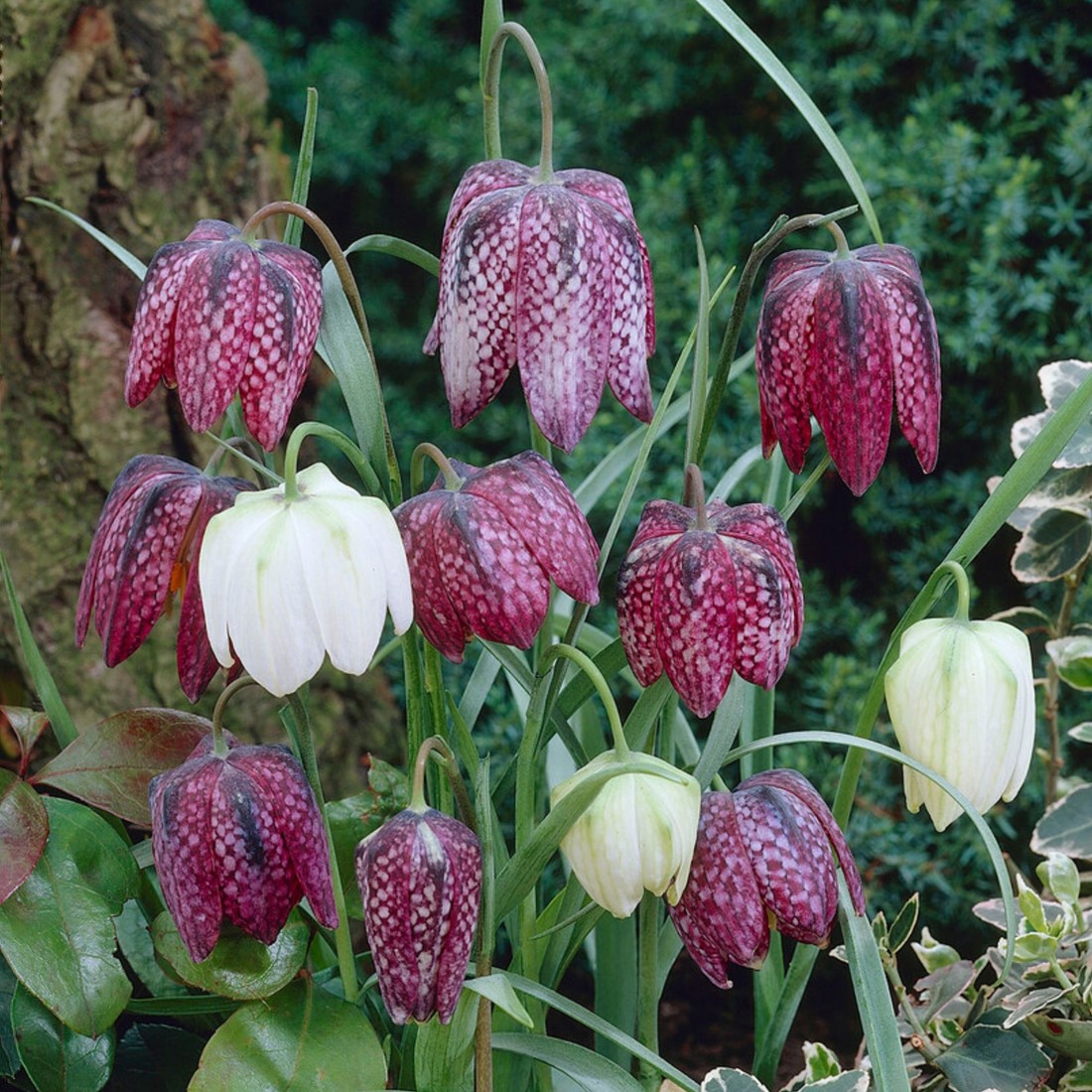 Fritillaria meleagris Mix - Kievitsbloem Tuincentrum Koeman