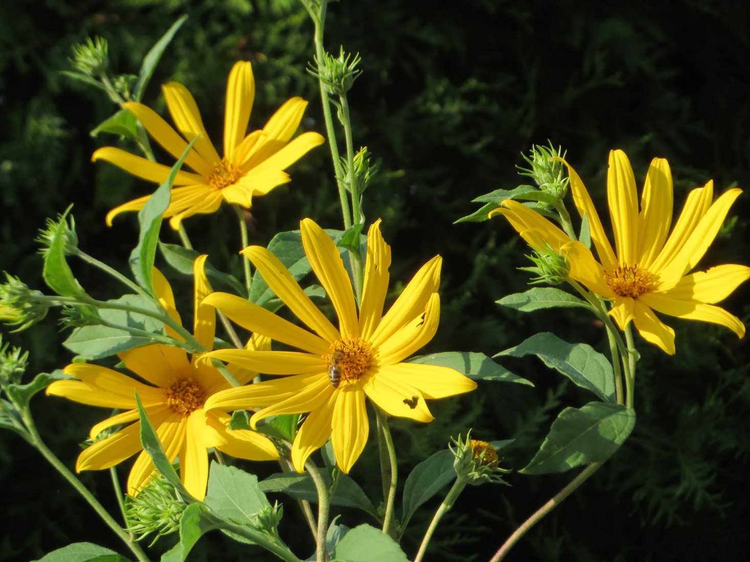 Aardpeer - Helianthus Tuberosus Tuincentrum Koeman