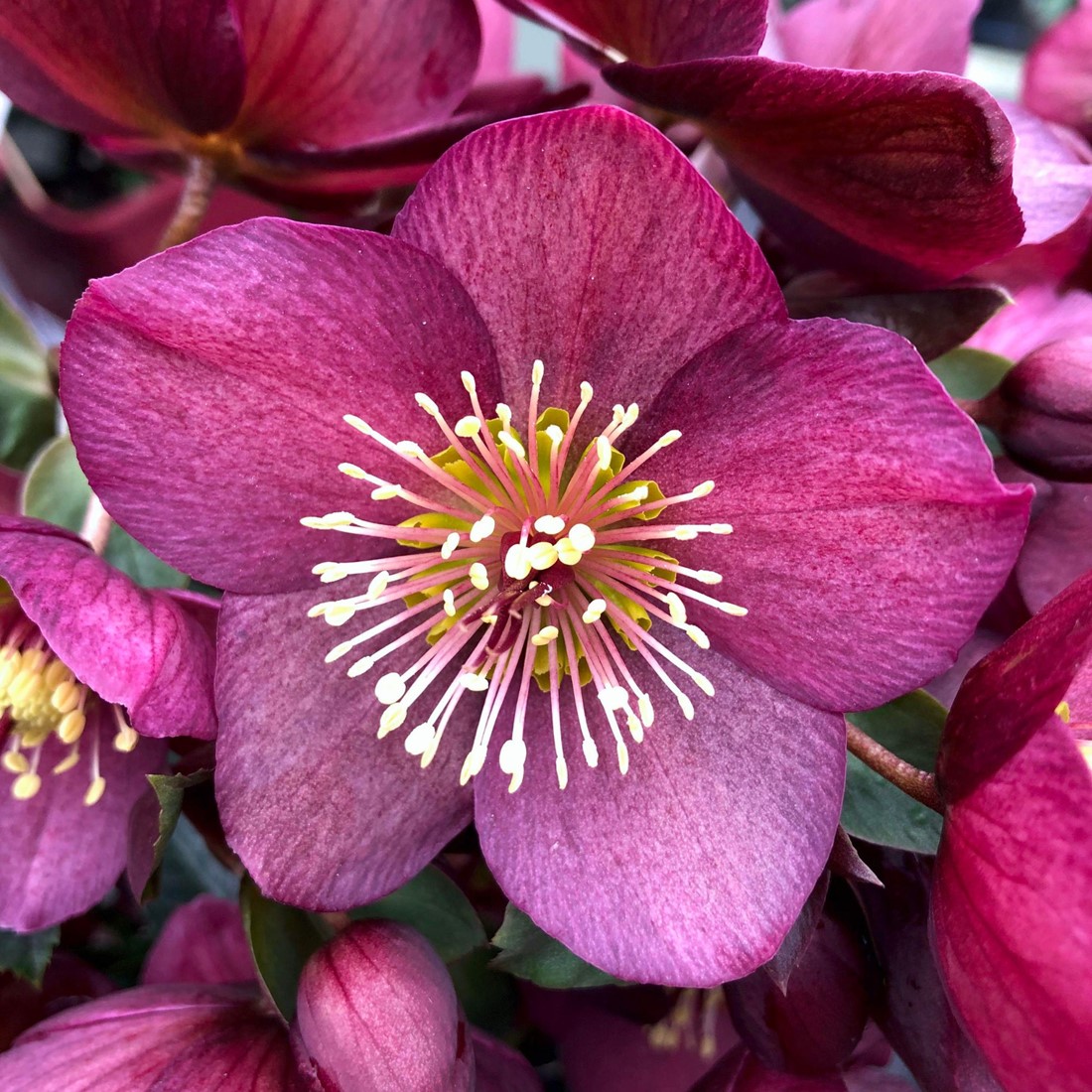 Helleborus Orientalis Pretty Ellen Red - Kerstroos / Lenteroos ...