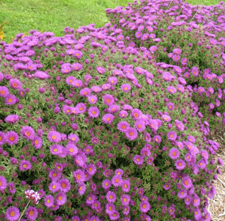Herfstaster Herbstgruss von Bresserhof voordelig kopen bij Tuincentrumkoeman.nl