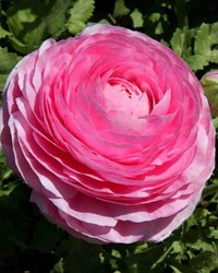 Ranonkels kopen? Goedkope Ranonkels bestellen bij