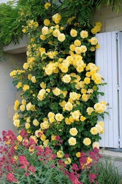 Klimroos Golden Climber Tuincentrum Koeman