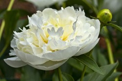 Planten kopen? Goedkope Planten bestellen bij