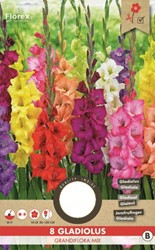 Gladiolen bollen kopen? Goedkope Gladiolen bollen bestellen bij