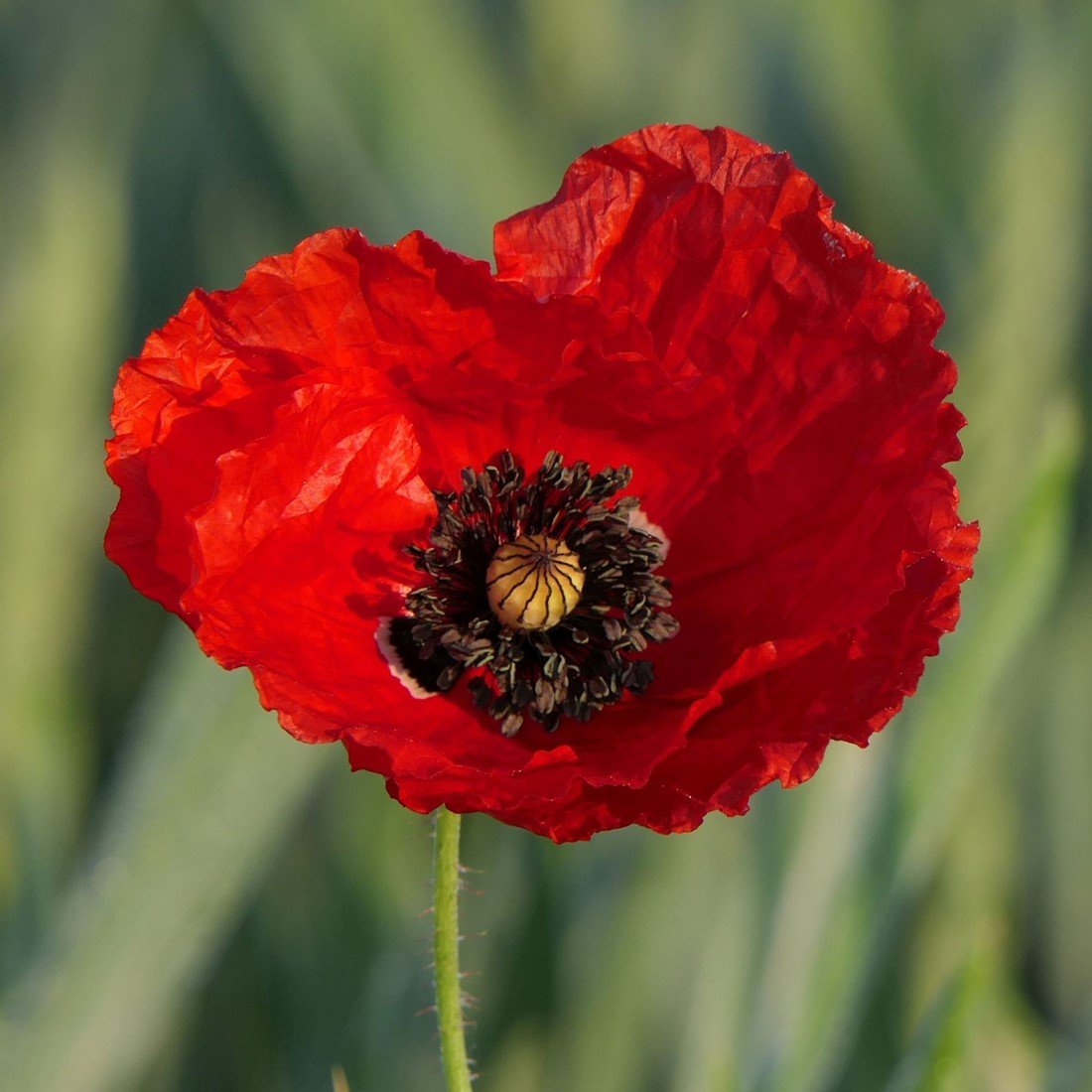 Klaprozen kopen? Bloembollen en zaden voordelig kopen bij Tuincentrumkoeman.nl