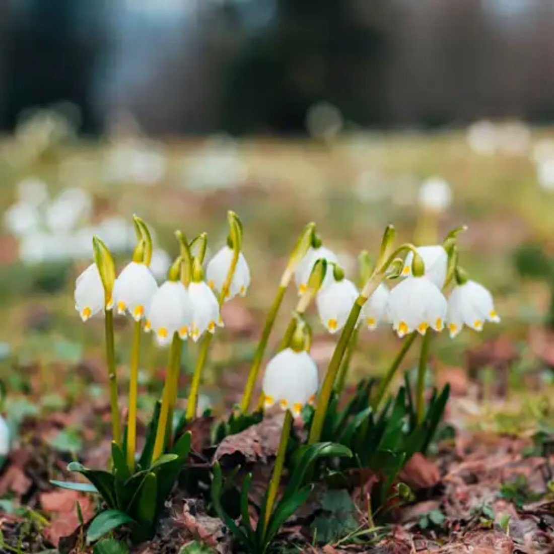 Leucojum Aestivum Tuincentrum Koeman