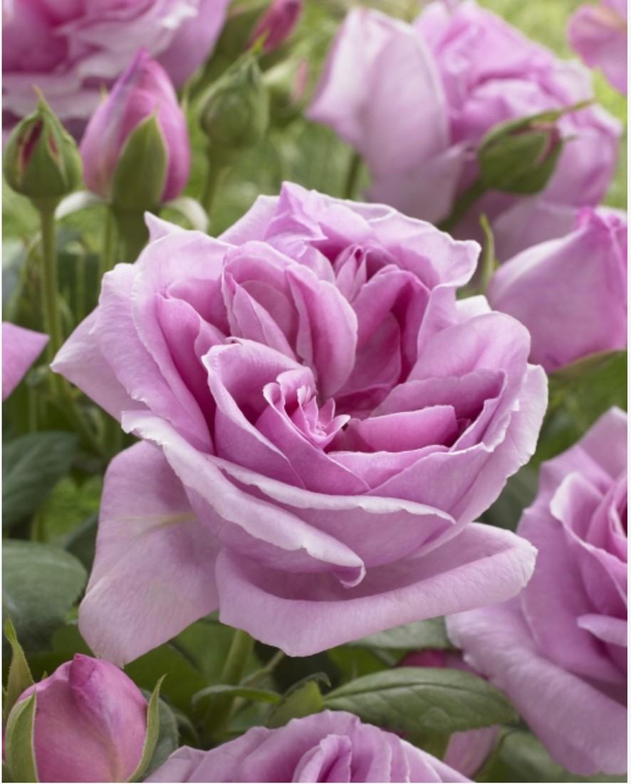 Rosa Li Parfum - Rozen kopen? Rosa Li Parfum - Rozen voordelig kopen ...