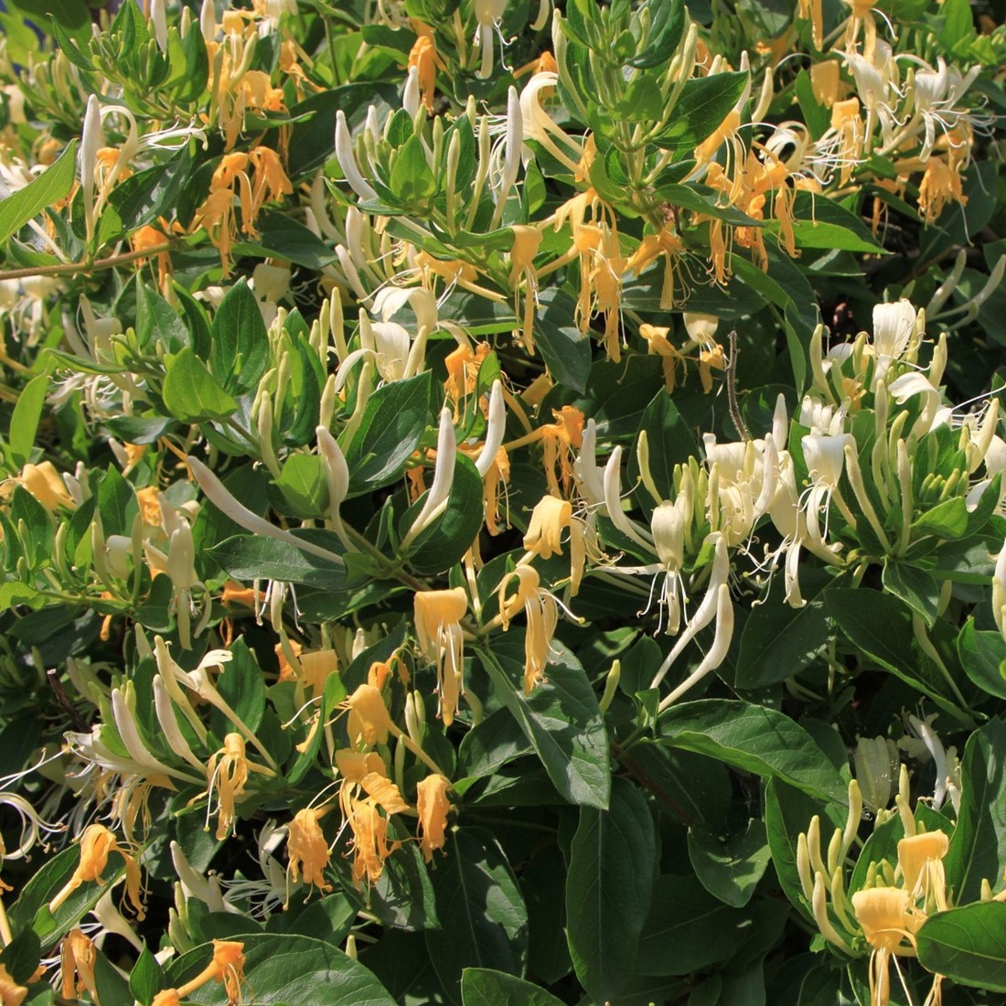 Lonicera japonica Hall's Prolific - Japanse Kamperfoelie Tuincentrum Koeman